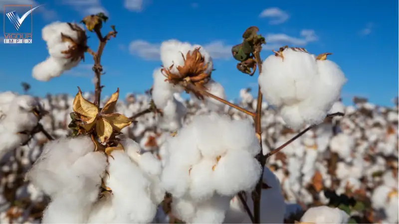 Cotton Sustainability and Current Trends in 2026